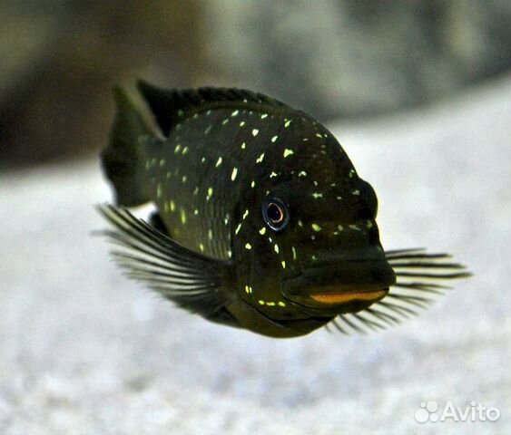 Петрохромис Тревавас