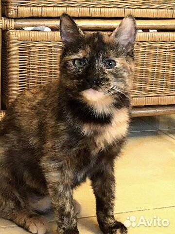 Фрося ищет Дом