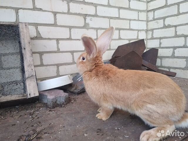 Кролики Фландер, ризен, нпв (Строкач)