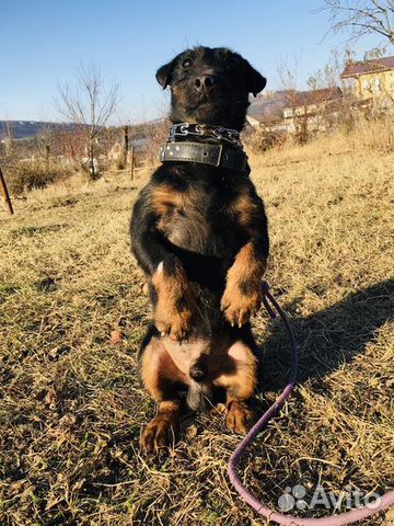 Вязка,кобель ягдтерьера