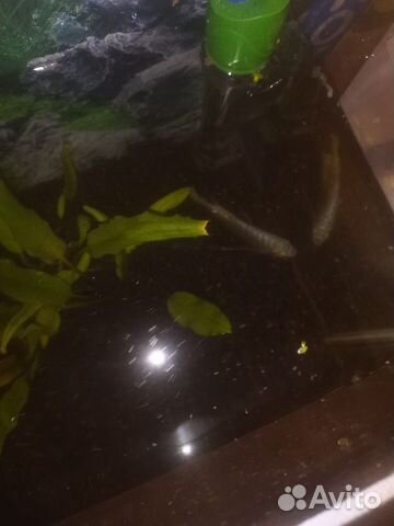 Гурамми рыбка