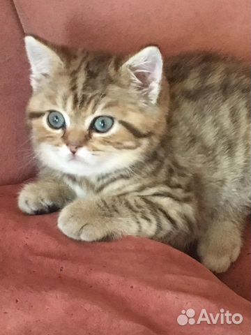 Британский котик золотого окраса