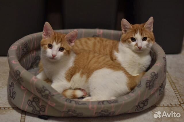 Рыжики в хорошие руки