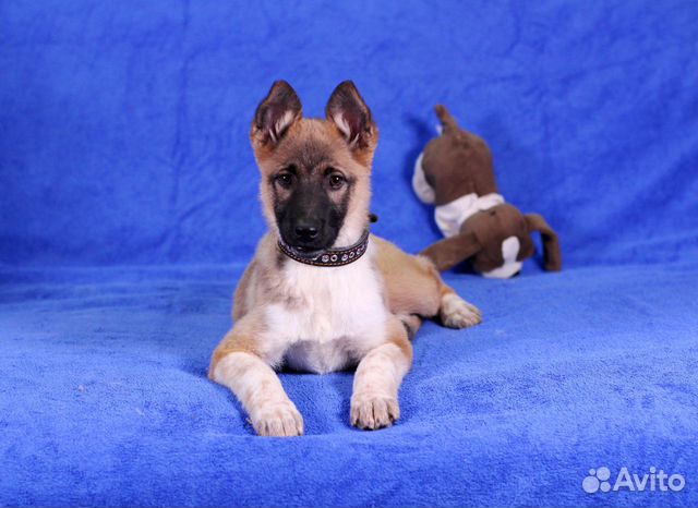 Арья-щенок дивной красоты, в дар