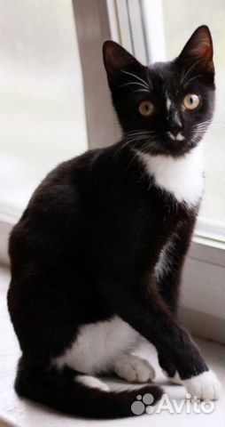 Отдам котика