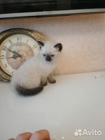 Шотландский котёнок