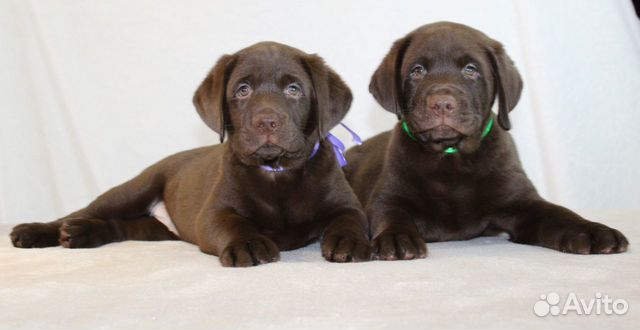 Щенки лабрадора от чемпионов