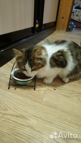 Отдам кота в хорошие руки