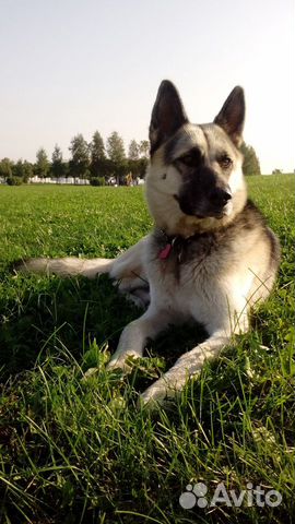 Метиска овчарки и хаски