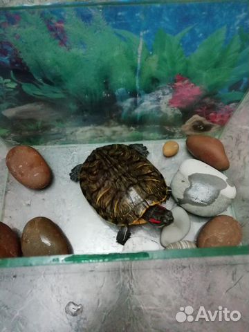 Черепаха красноухая