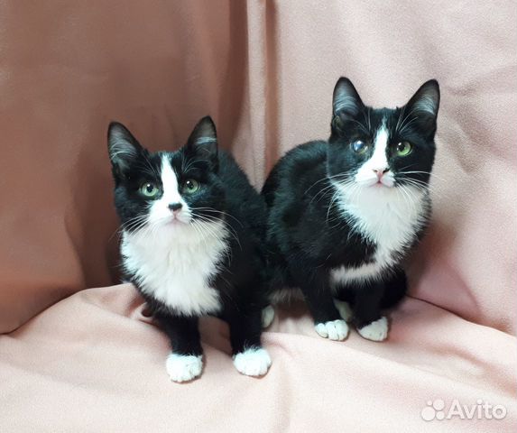 Котодвойняшки ищут заботливых хозяев