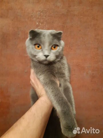 Шотландская