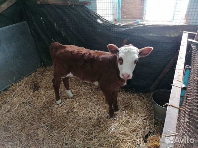 Тёлочка 1 месяц