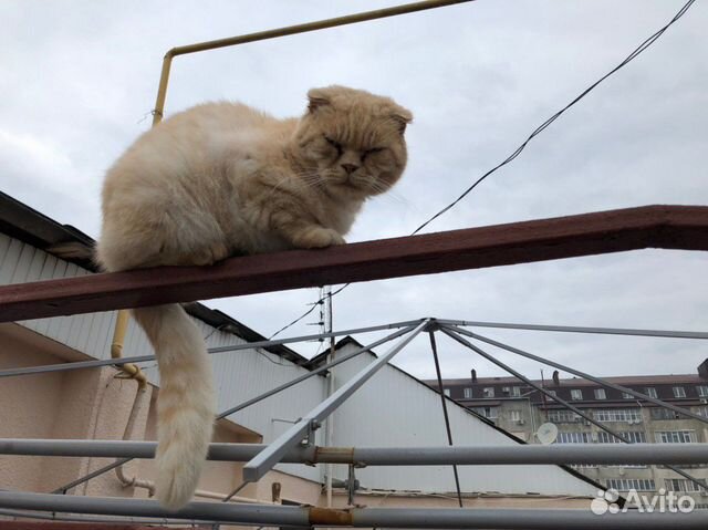 Шотландский котик ищет дом