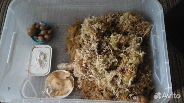 Занзибарики 2 мес