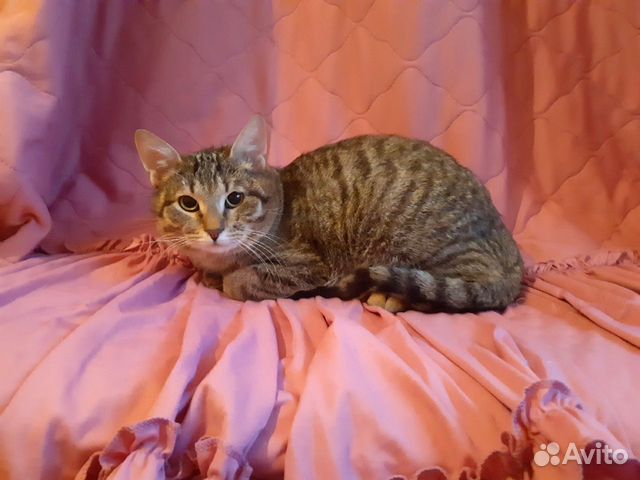 Котенок подросток