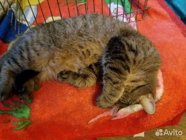 Кошечка ляля в ответственные добрые руки