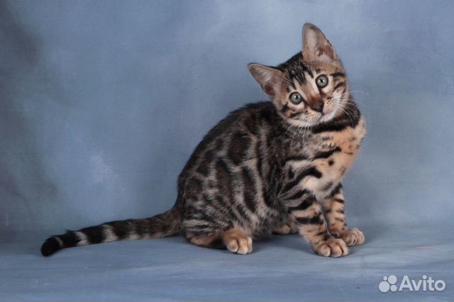 Extreme - брутальный мачо к 8 марта