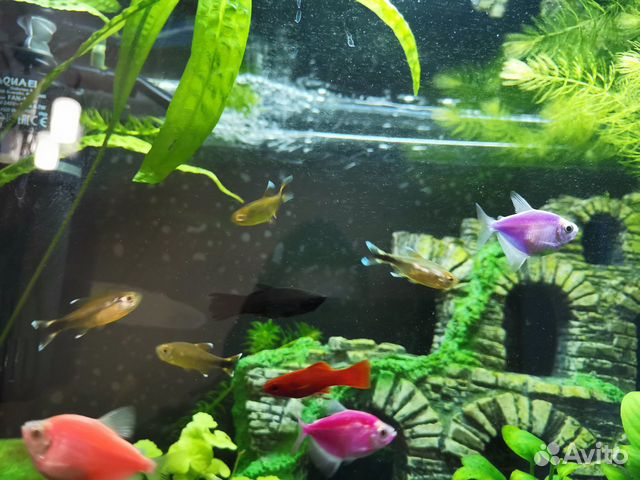 Аквариумные рыбы (Тетры медные)