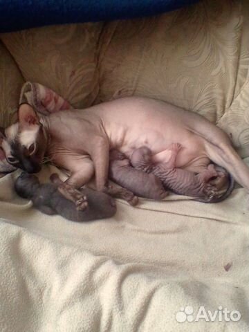 Продаются котята породы донской сфинкс