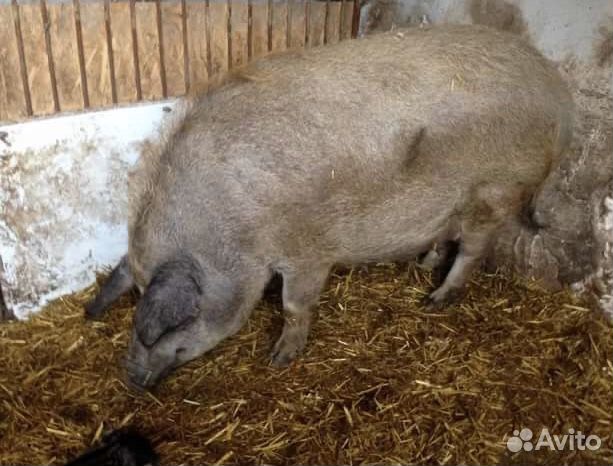 Свиньи Мангалица