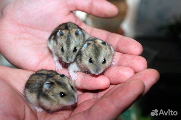 Джунгарский хомяк