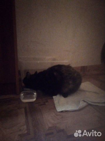 Кошка дрбрая