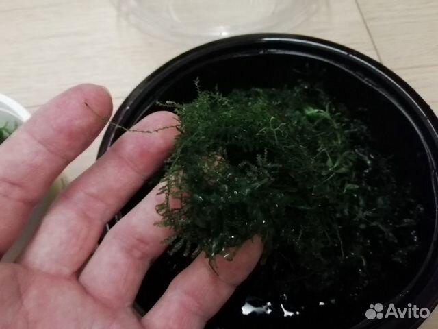 Мох аквариумный, 5 видов