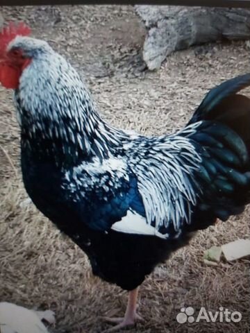 Молодые петухи- барневельдер серебро и орловские