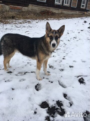 Барни в добрые руки