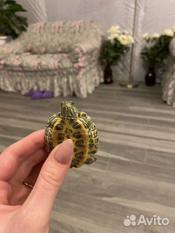 2 черепашонка