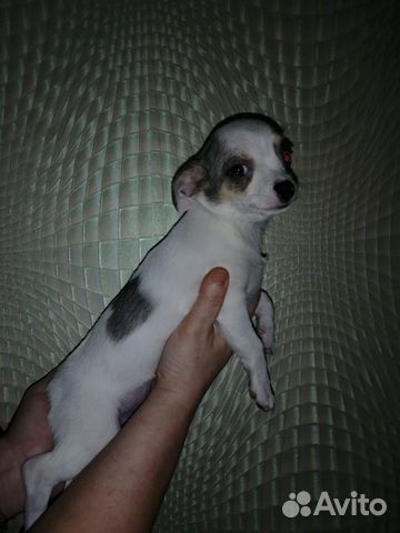 Щенок чихуахуа