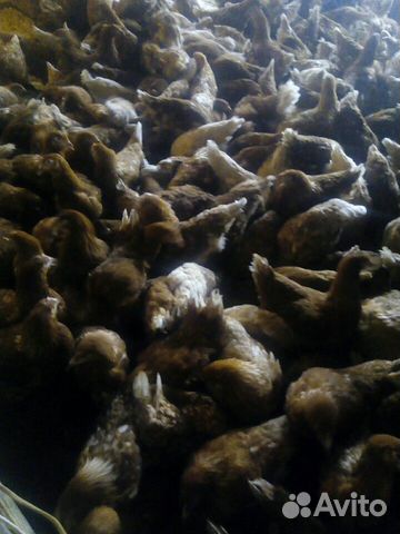 Куры молодки кросс Ломан Браун 140 дней