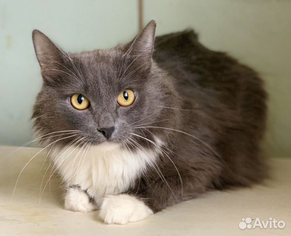 Кошка Адель ищет домс