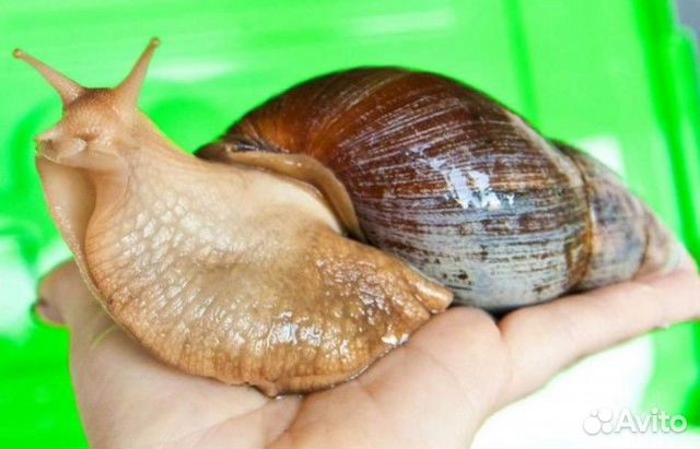 Улитка Ахатина