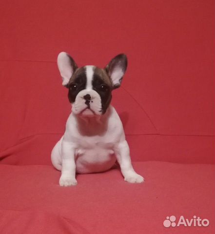 Шикарная девочка-француженка