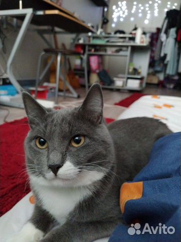 Заберите кота