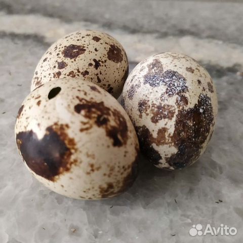 Инкубационное яйцо перепелов