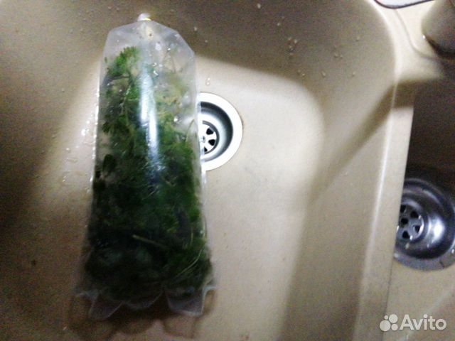 Прополка аквариумных растений