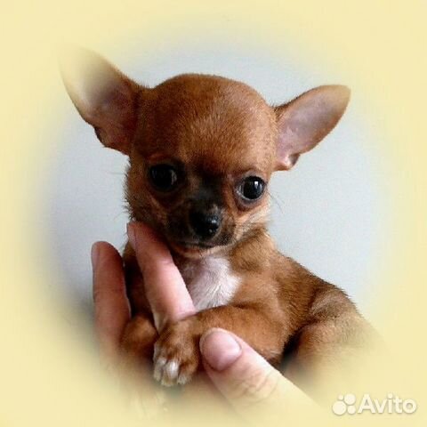 Чихуашечка девочка
