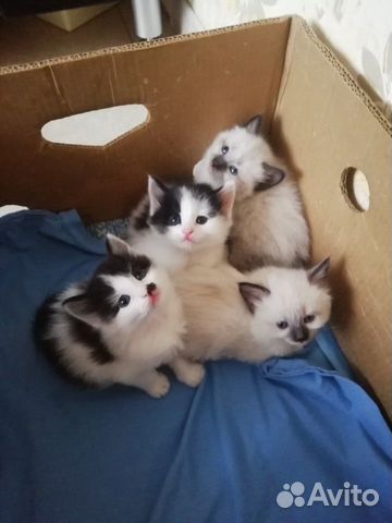 Котята в добрые руки