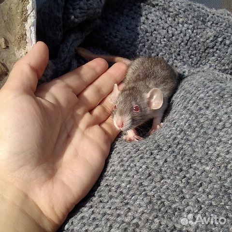 Крыса. Крысята дамбо девил