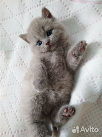 Британские котята