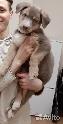 Собака породы веймаранер