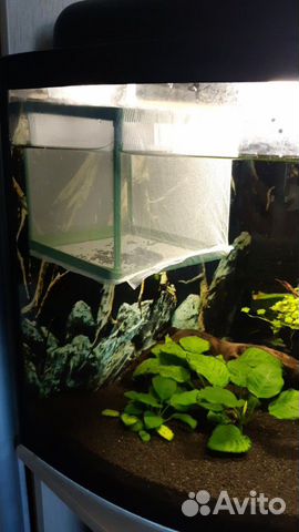 Мальки сомика анцитруса