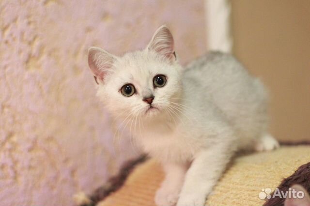 Прекрасный котик