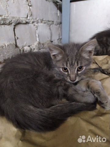 Крошка Сири ищет дом