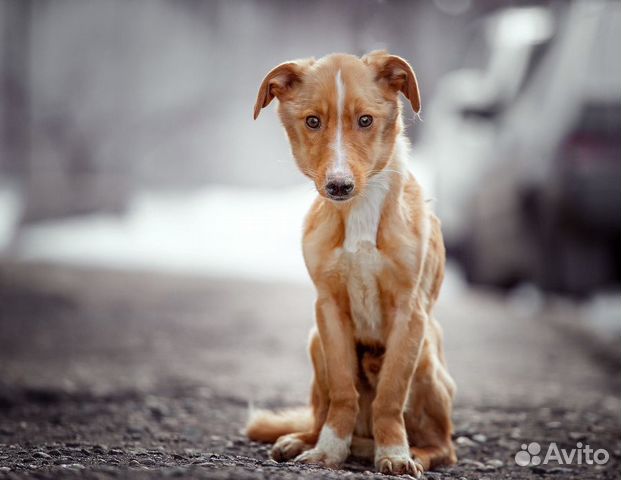 Лучик 6 месяцев