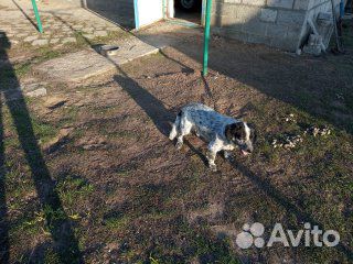 Ищем надёжных хозяев для русского спаниэля