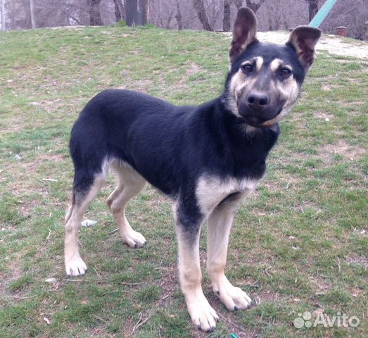 Щенок овчарёнок